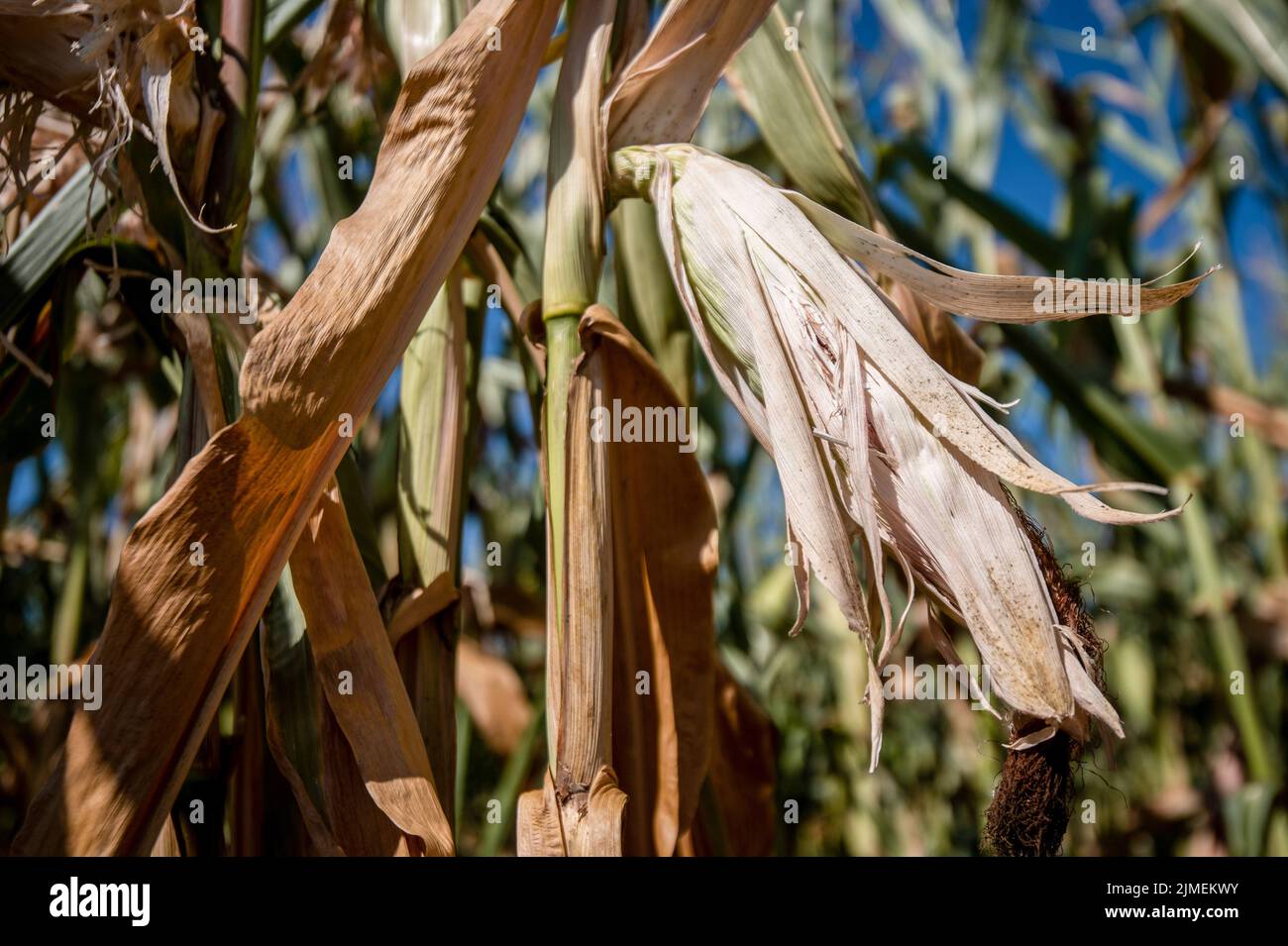 Field rogoza hi-res stock photography and images - Alamy