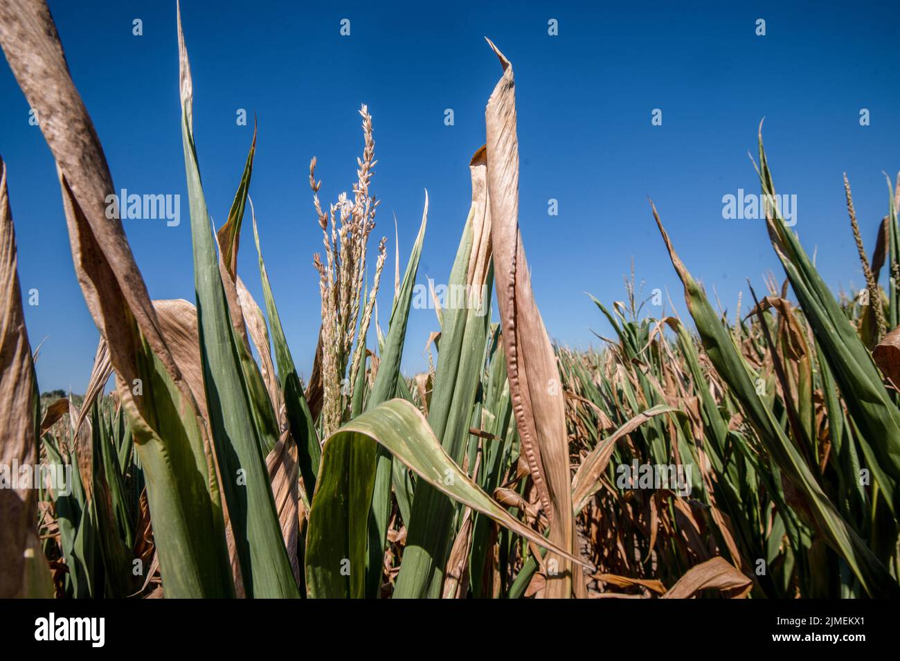 Field rogoza hi-res stock photography and images - Alamy