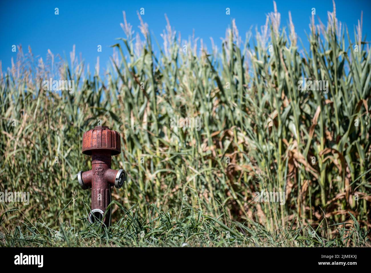 Rogoza hi-res stock photography and images - Alamy