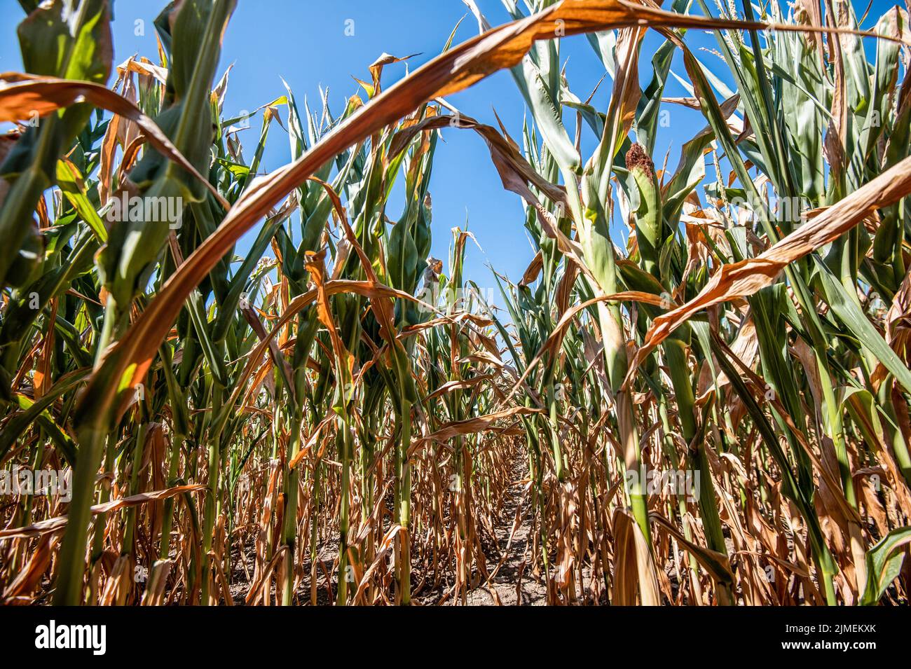 Field rogoza hi-res stock photography and images - Alamy
