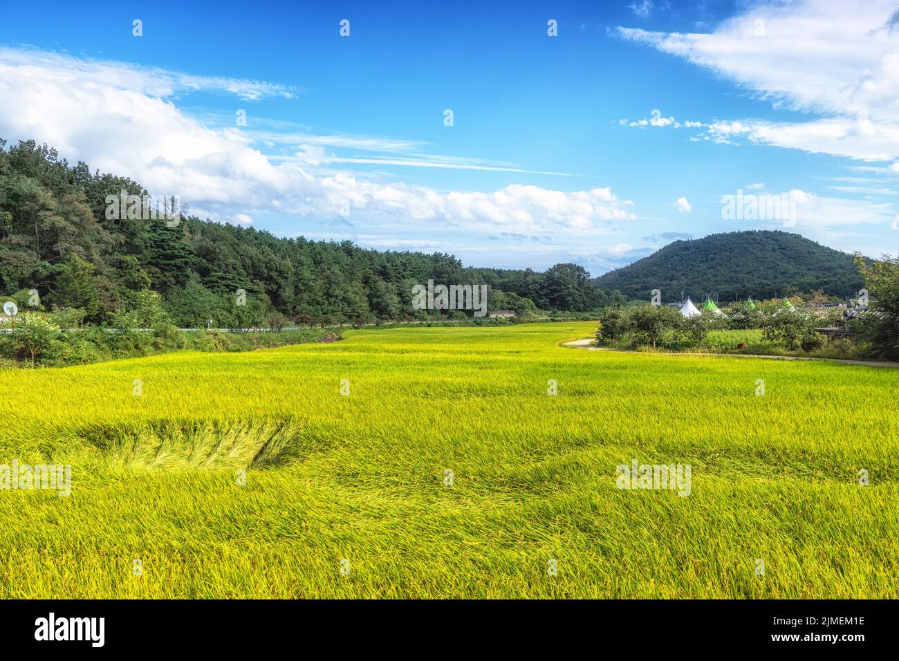 Traditional korean village rice paddies hi-res stock photography and ...