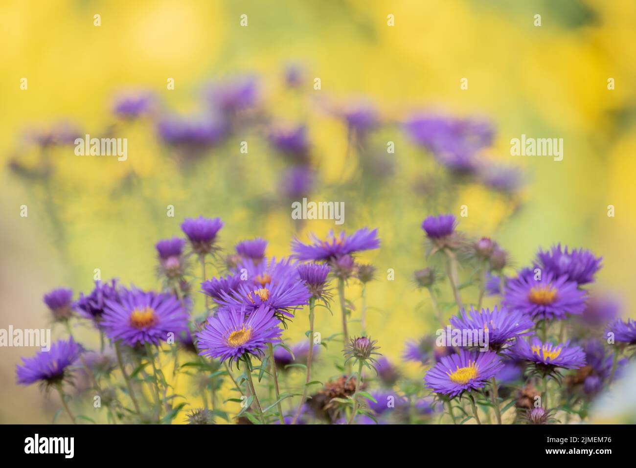 Aster late flowers hi-res stock photography and images - Alamy