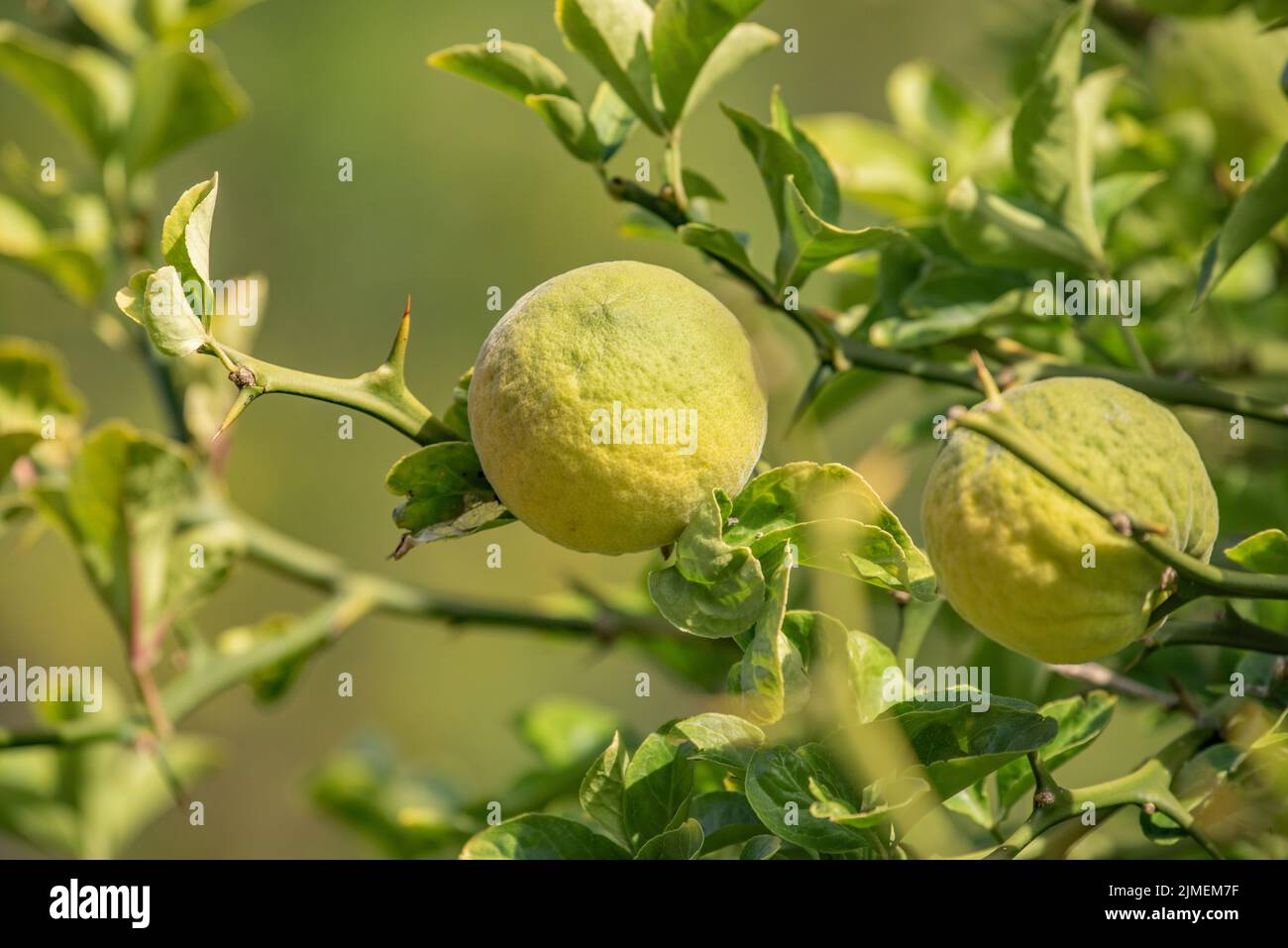 Bitter orange hi-res stock photography and images - Alamy