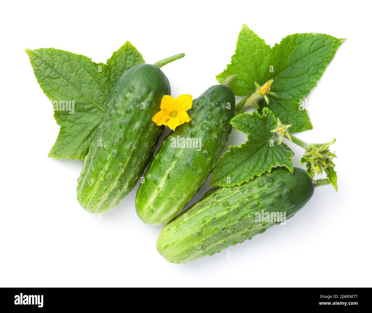 Green cucumber leaves flower hi-res stock photography and images - Alamy