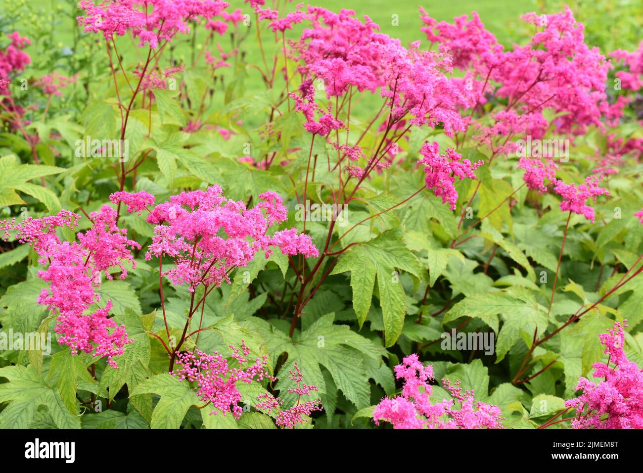 Filipendula hi-res stock photography and images - Alamy
