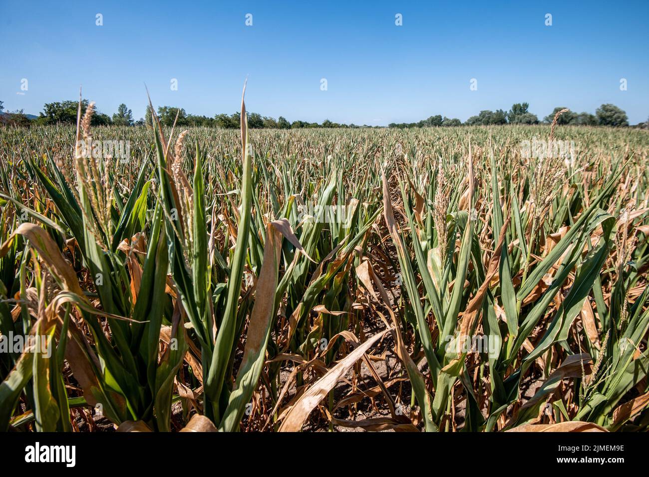 Field rogoza hi-res stock photography and images - Alamy