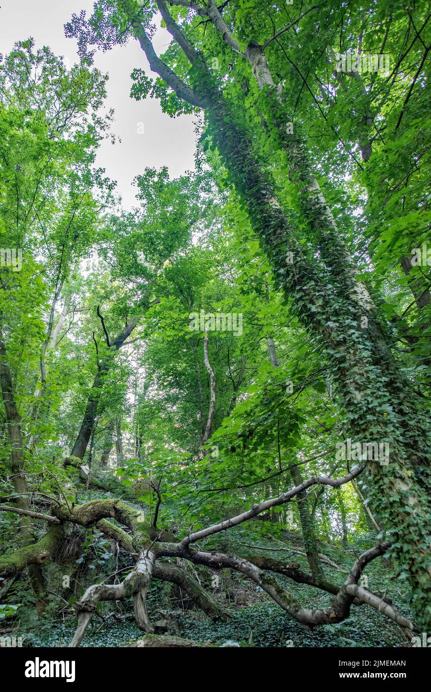 Broadleaved or mixed species deadwood hi-res stock photography and ...