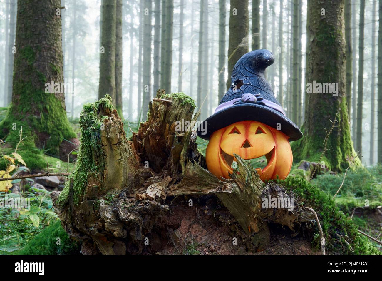Photo of a halloween pumpkin in the forest with fog on a day Stock ...