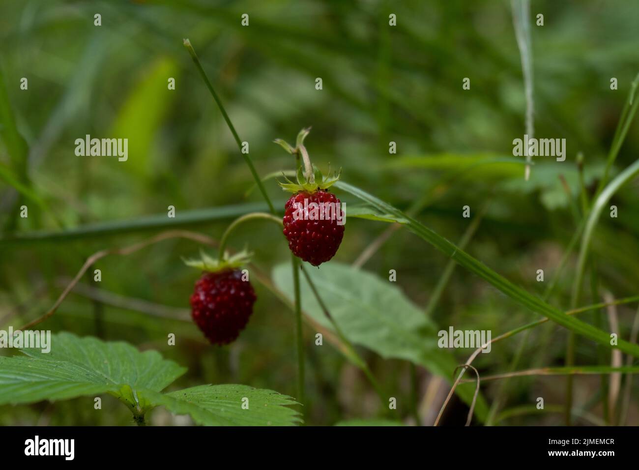 Forest strawberry in the german area called Rothaargebirge Stock Photo ...