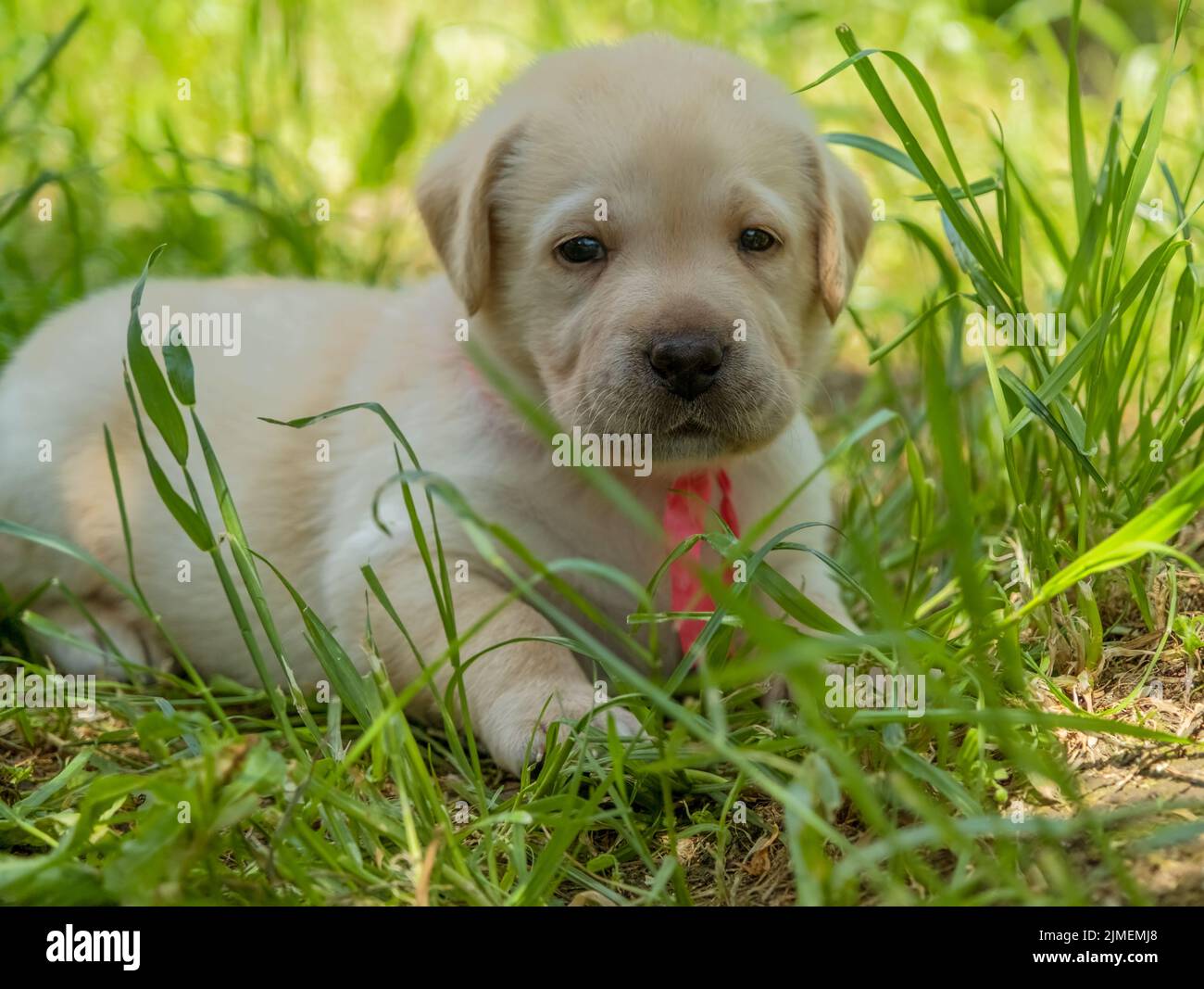 Labrador puppy in green grass Stock Photo - Alamy
