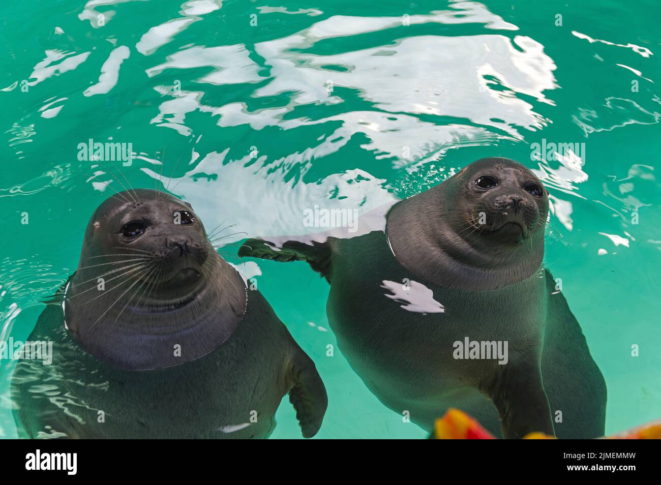 Baikal lake seal