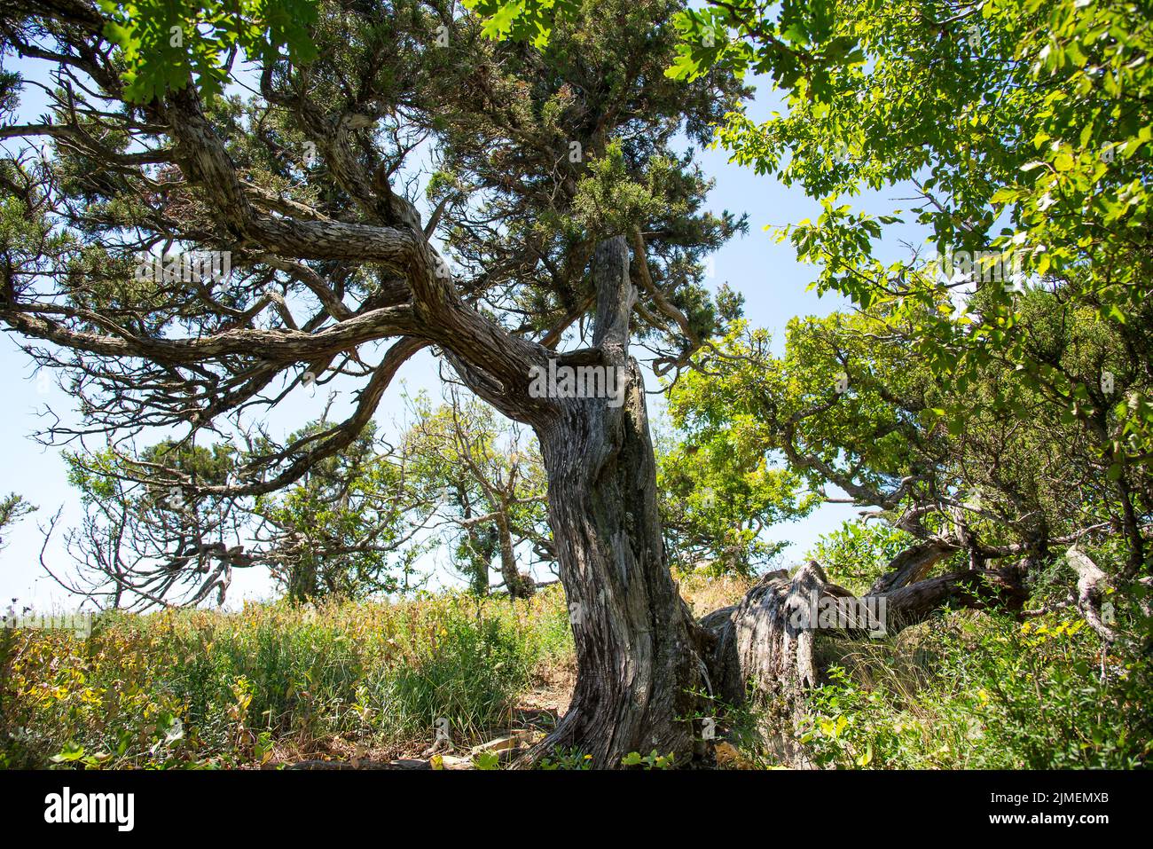 Juniper tree in the Utrish Nature Reserve, Krasnodar Krai Stock Photo ...