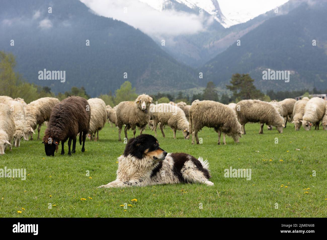 The view of a karakachan dog laying on the grass meadow protecting the ...