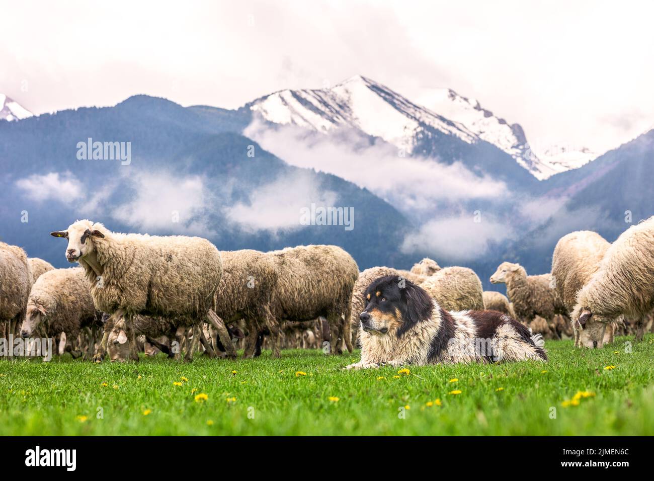 The view of a karakachan dog laying on the grass meadow protecting the ...