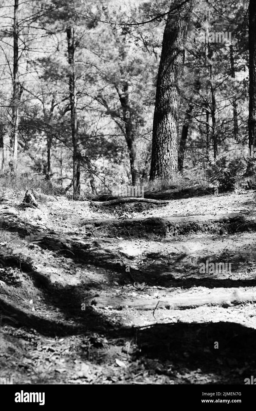 A typical calm summer meadow in the deep wild woods in black and white ...