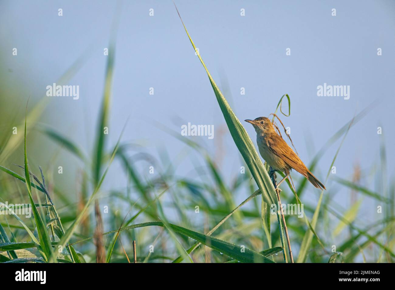 A Great Reed Warbler in a reed belt in the Saxonian Upper Lusatia ...