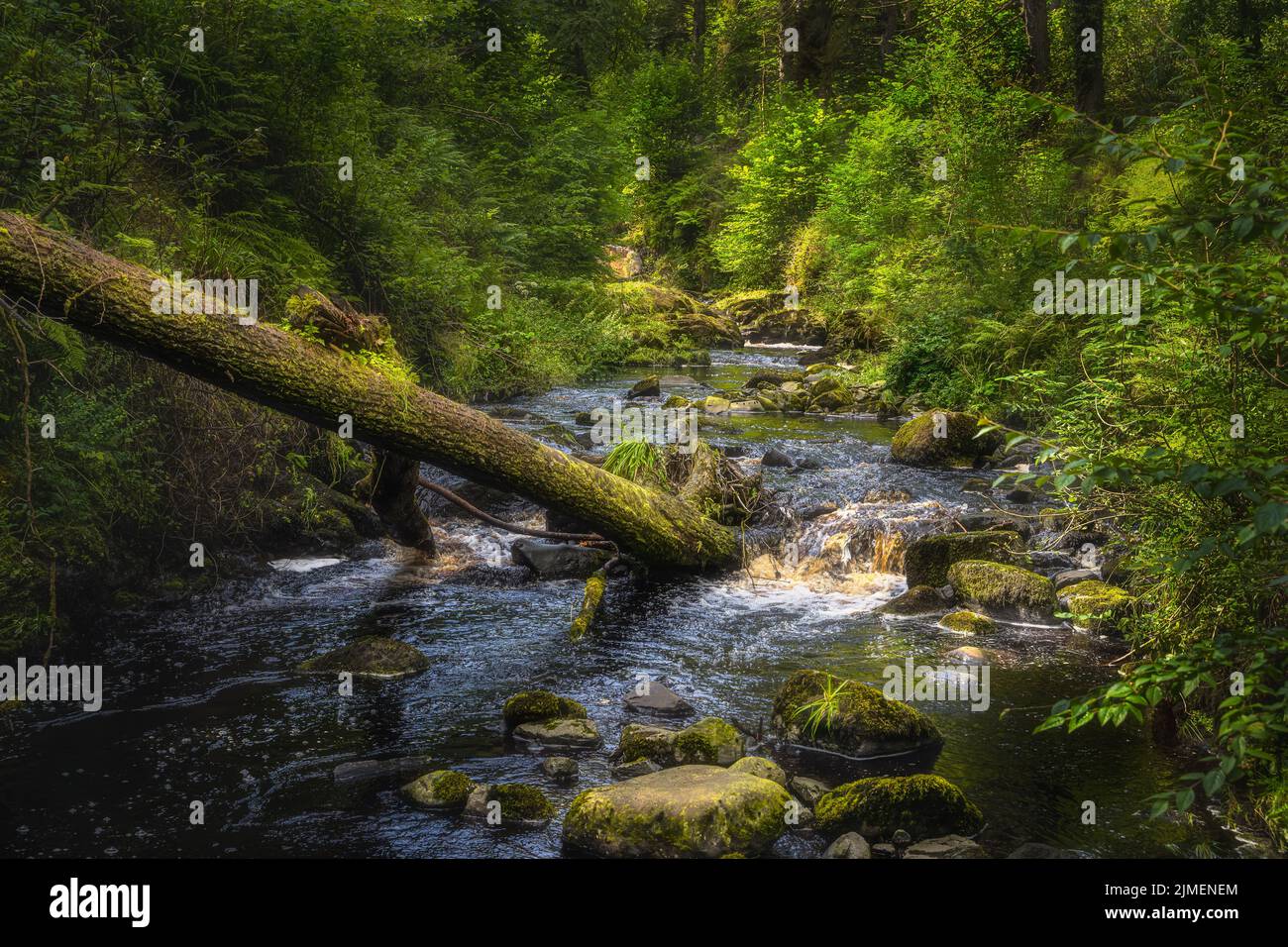 Stream forest river tree flow fallen hi-res stock photography and ...