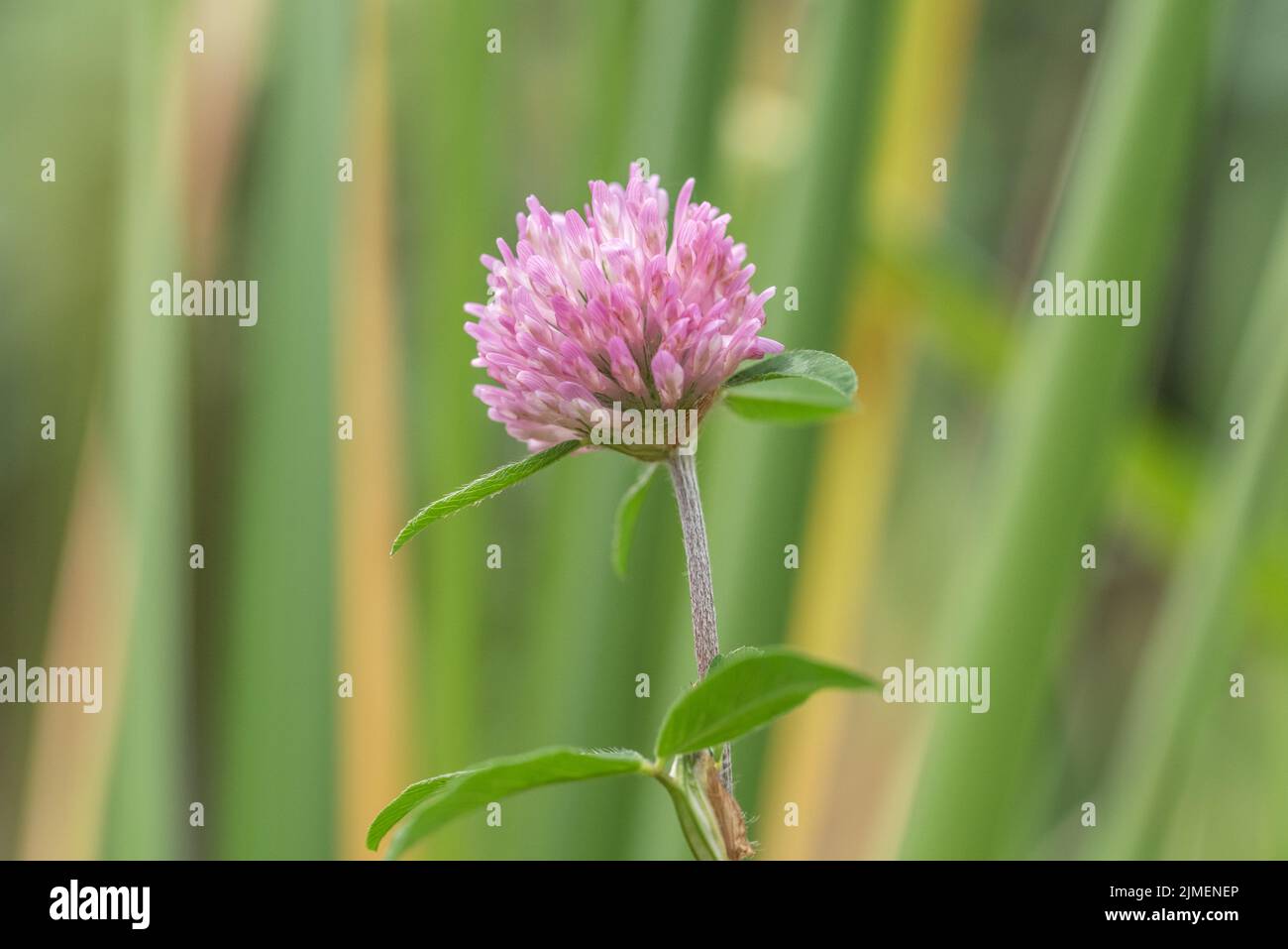 Biochanin hi-res stock photography and images - Alamy