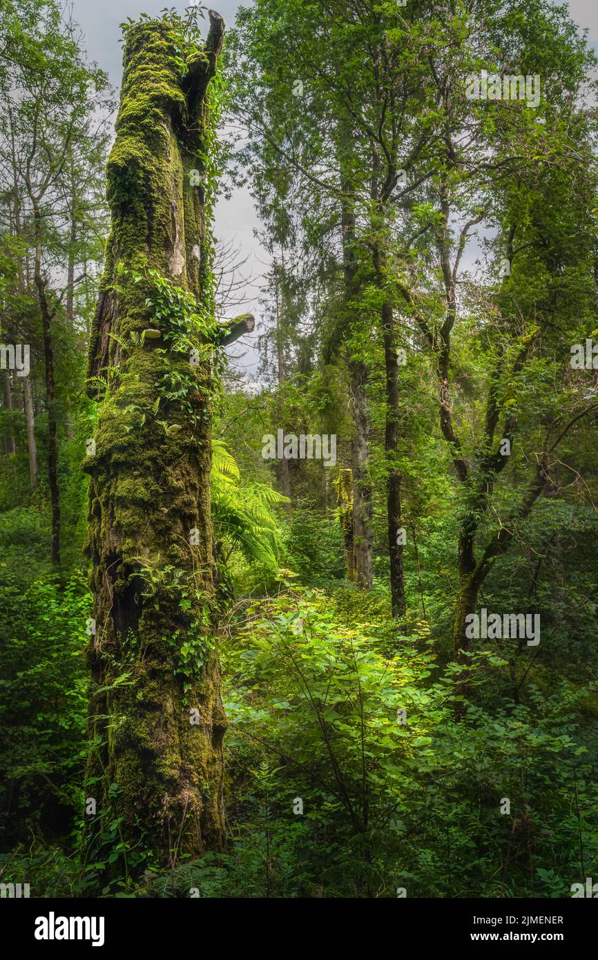 Tall mountain green forest hi-res stock photography and images - Alamy