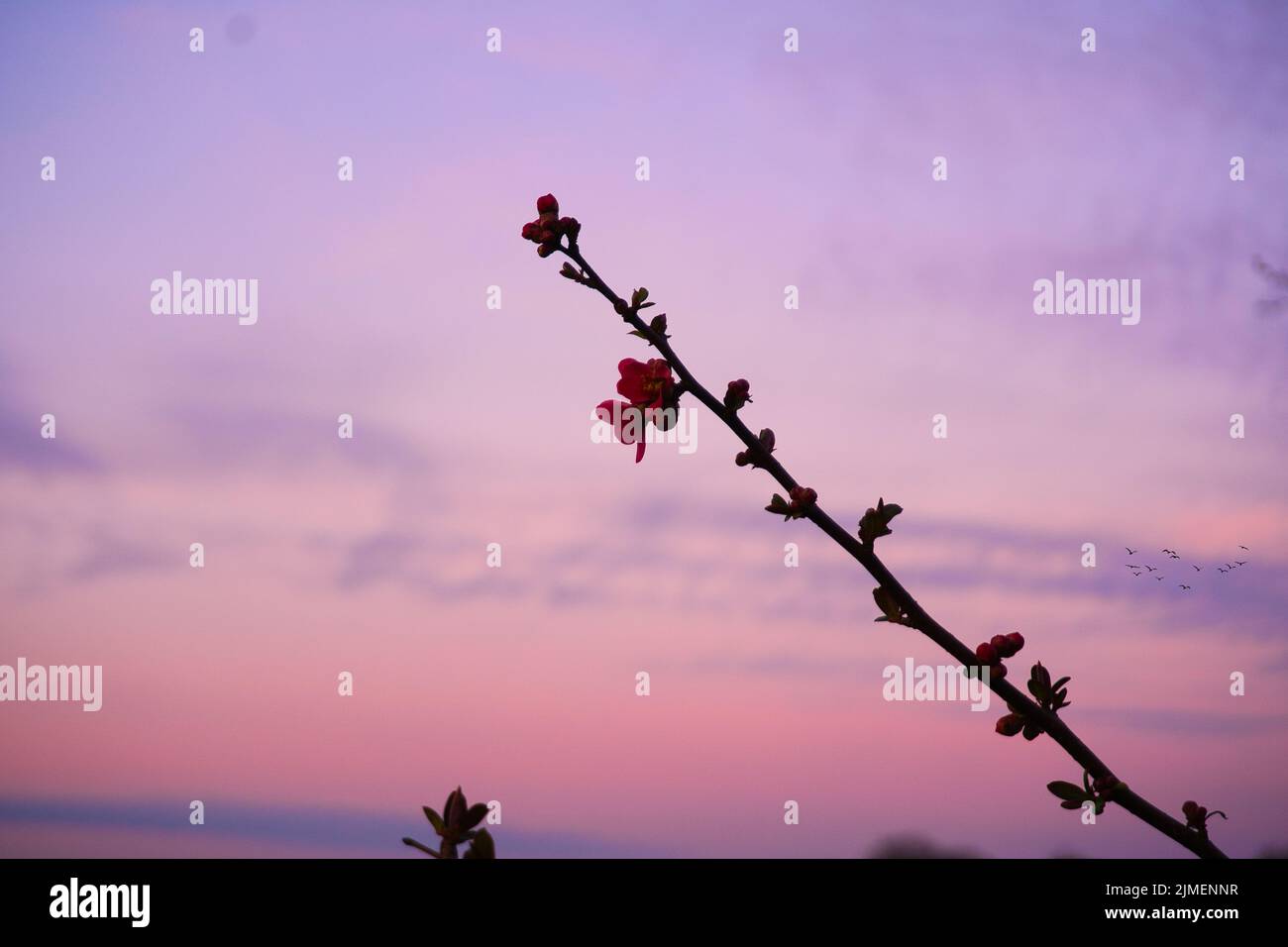 flower at a tree with an blurry background, can be used as an sunset or ...