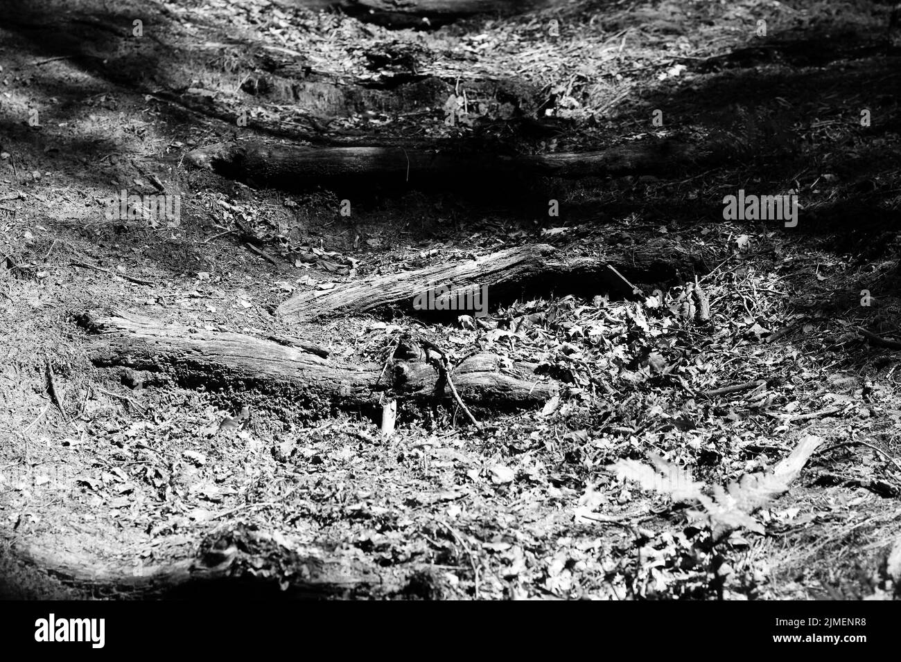 A typical calm summer meadow in the deep wild woods in black and white ...