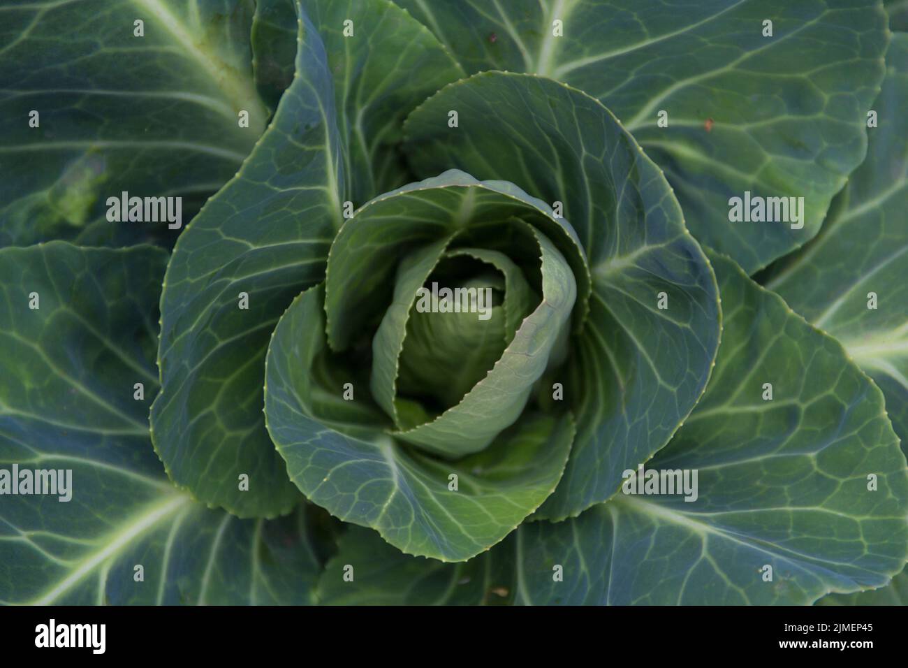 Overhead view of a small cabbage in the vegetable garden Stock Photo ...