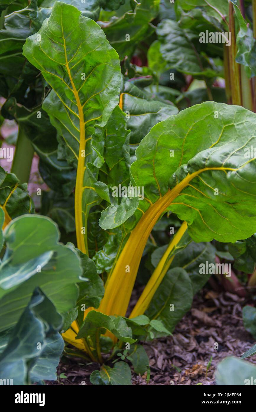 Colorful chard plant in the organic garden Stock Photo - Alamy
