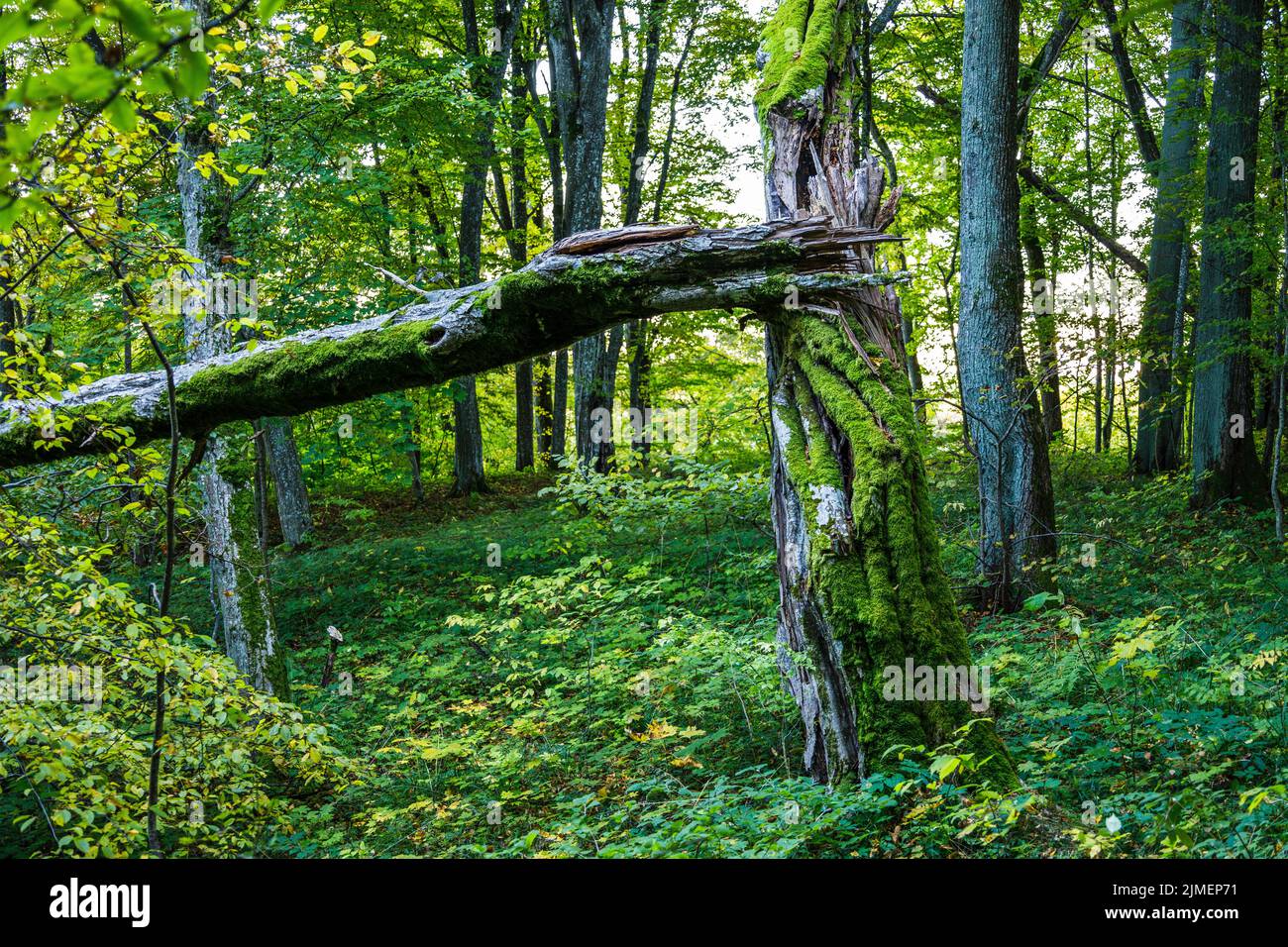 A Fallen Tree is Rotting in the Middle of the Forest Stock Photo - Alamy