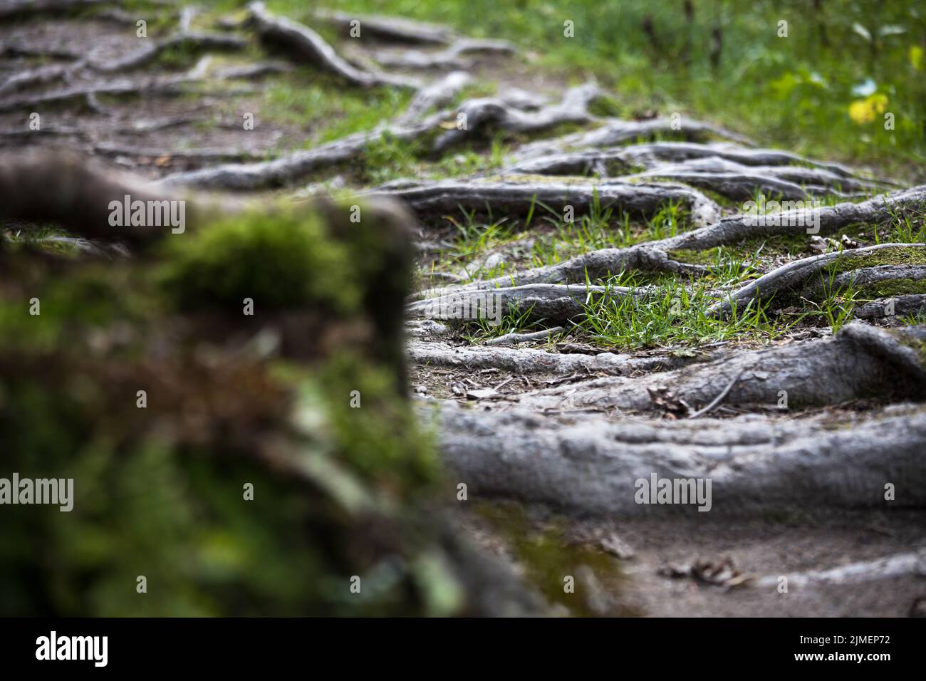 Tree roots in the forest Stock Photo - Alamy