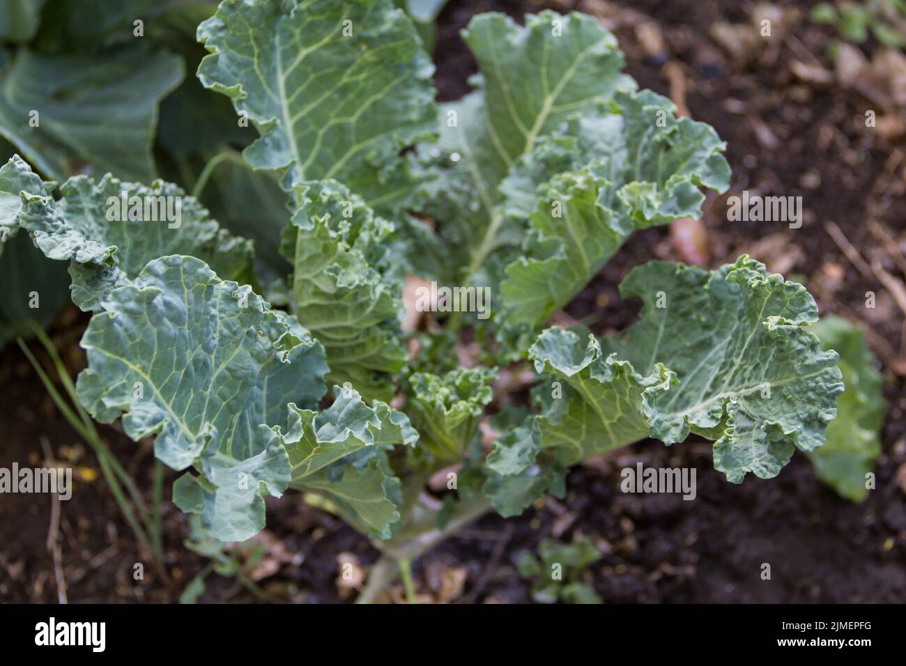 Kale plant in the organic garden in spring Stock Photo - Alamy