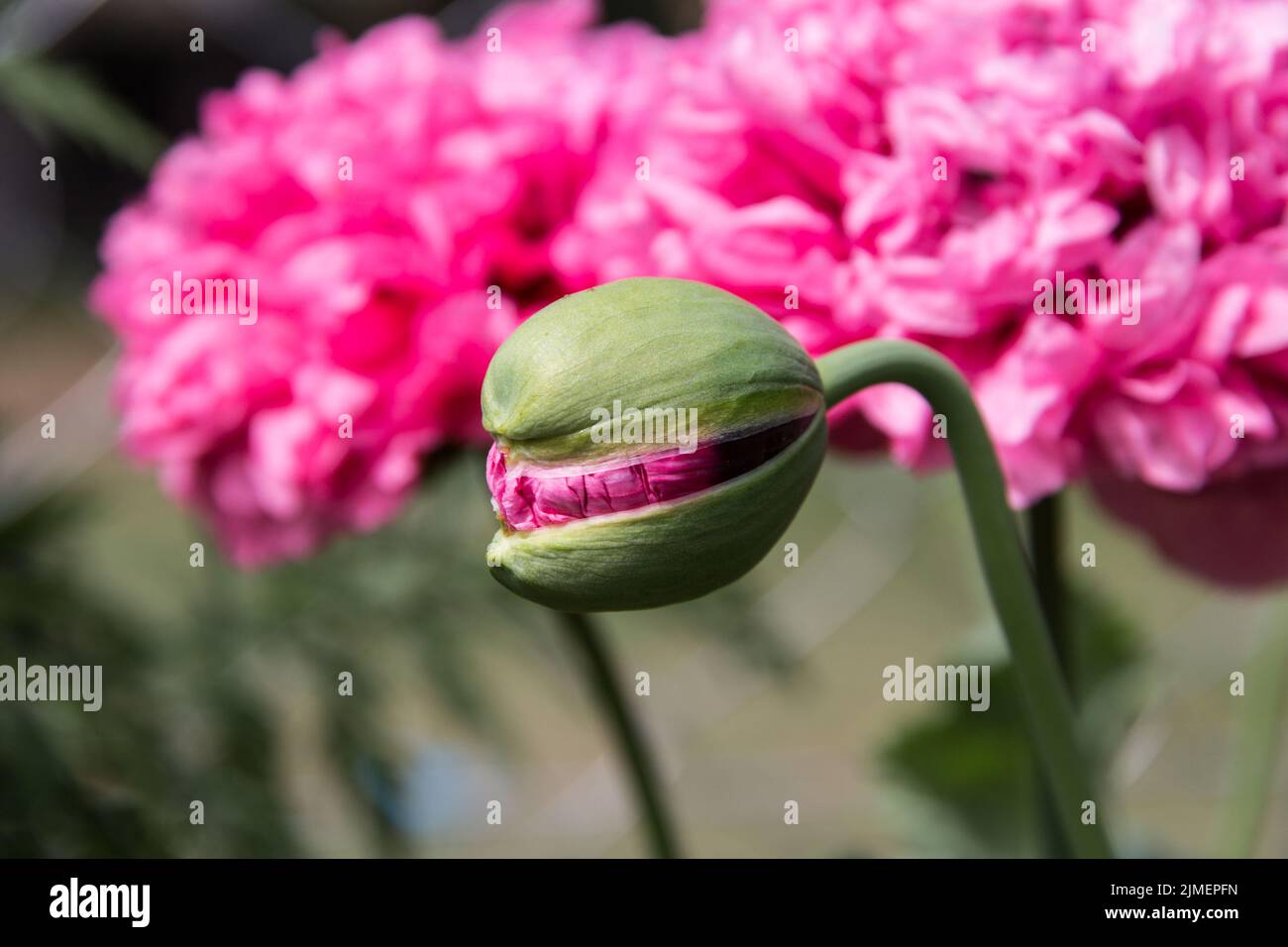 Pink giant double poppy flower Stock Photo - Alamy