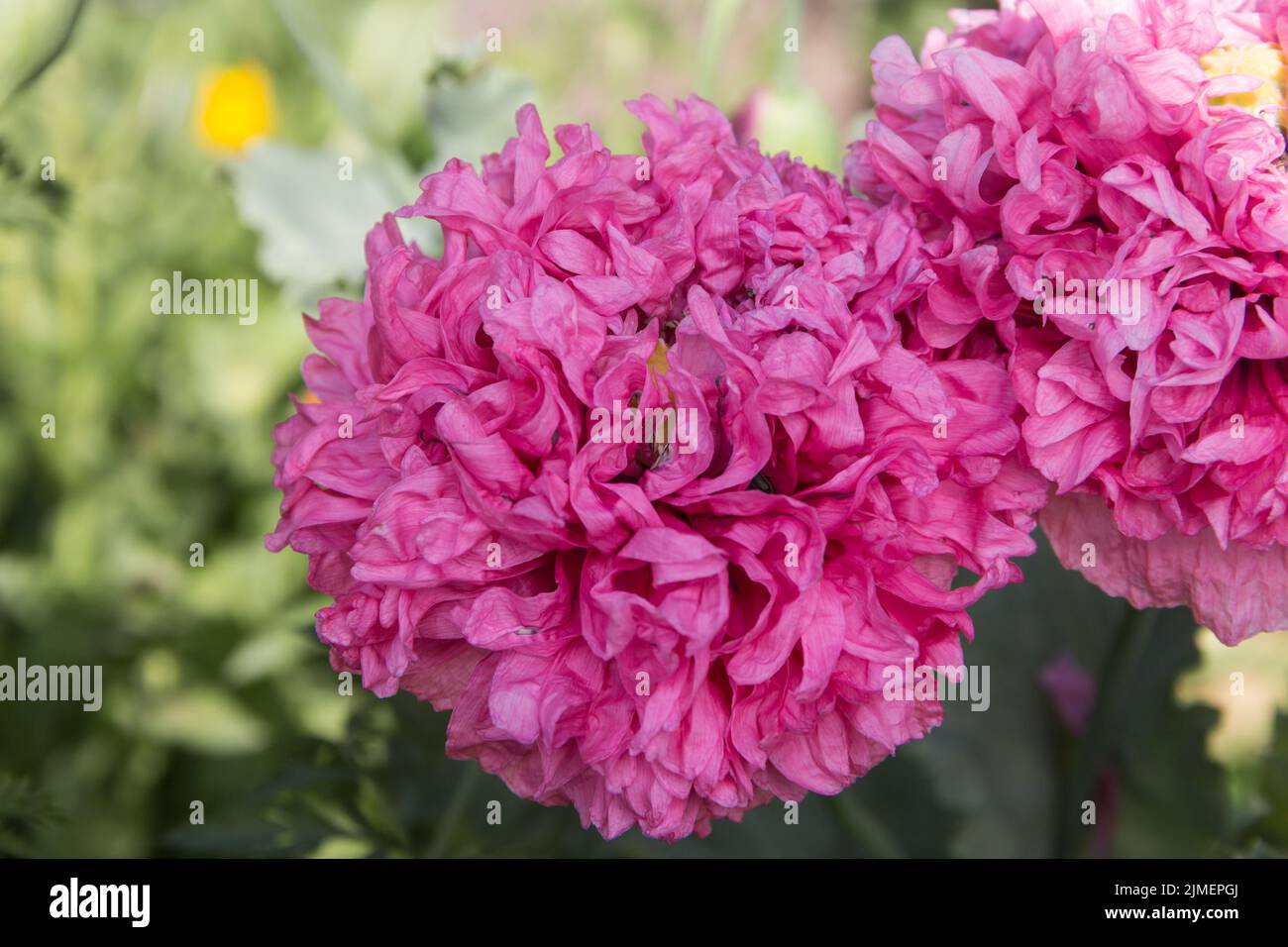 Pink giant double poppy flower Stock Photo - Alamy