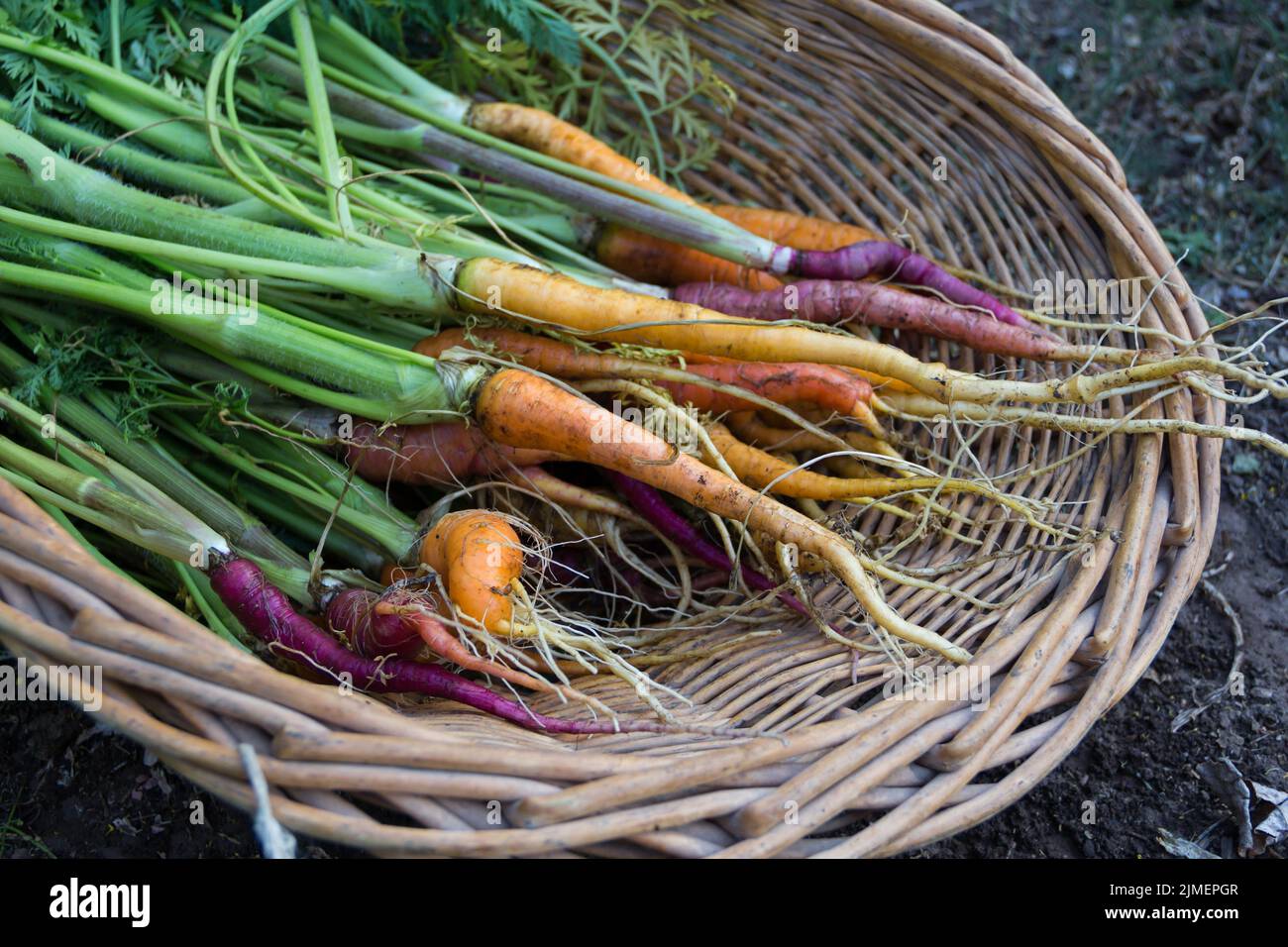 Harvest variety basket hi-res stock photography and images - Alamy