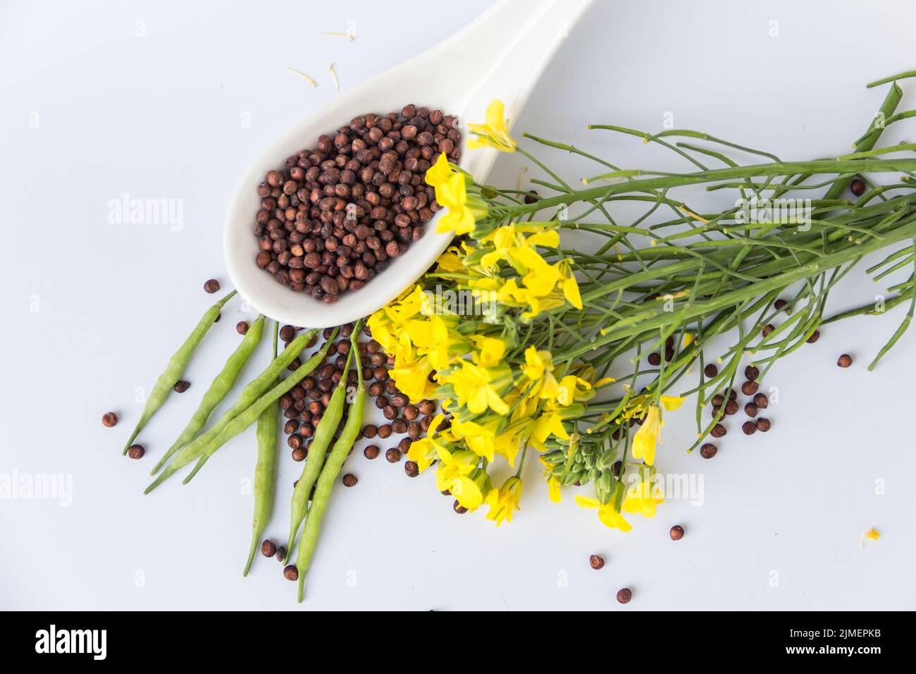 Rapeseed seeds and flowers on white background Stock Photo - Alamy
