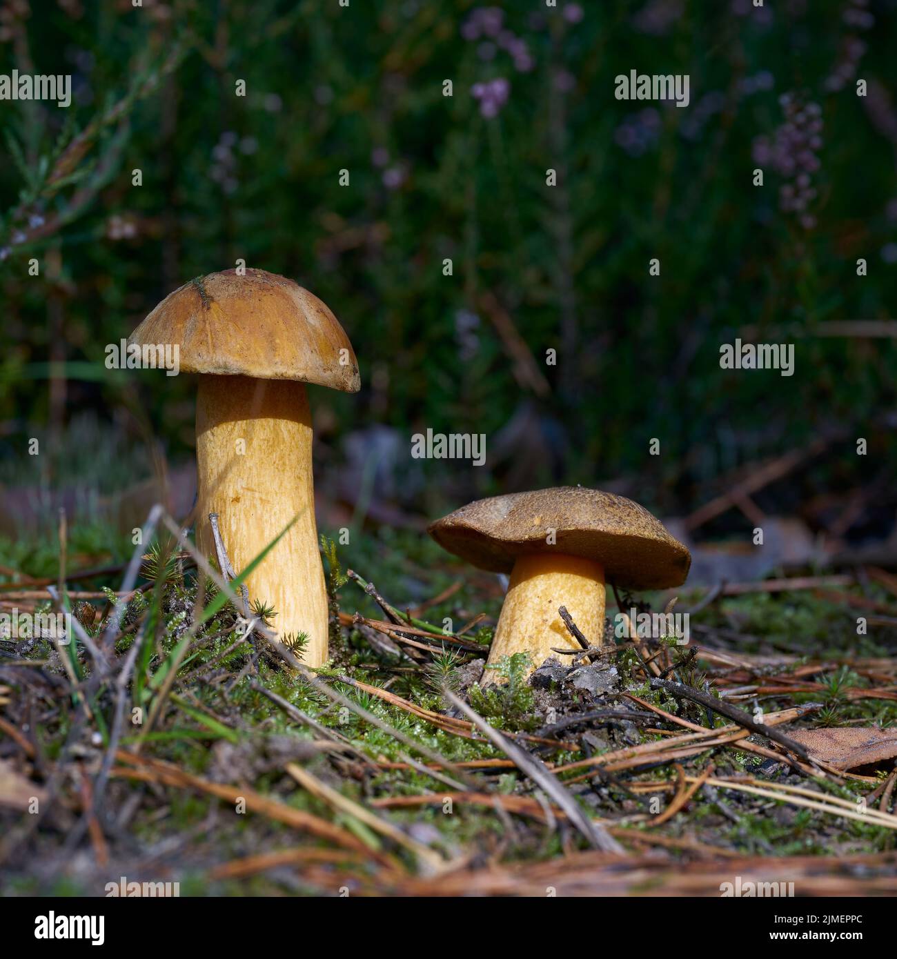 Velvet bolete (Suillus variegatus) on the forest floor in autumn Stock ...
