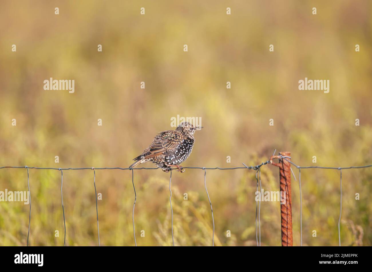 Dotted bird hi-res stock photography and images - Alamy