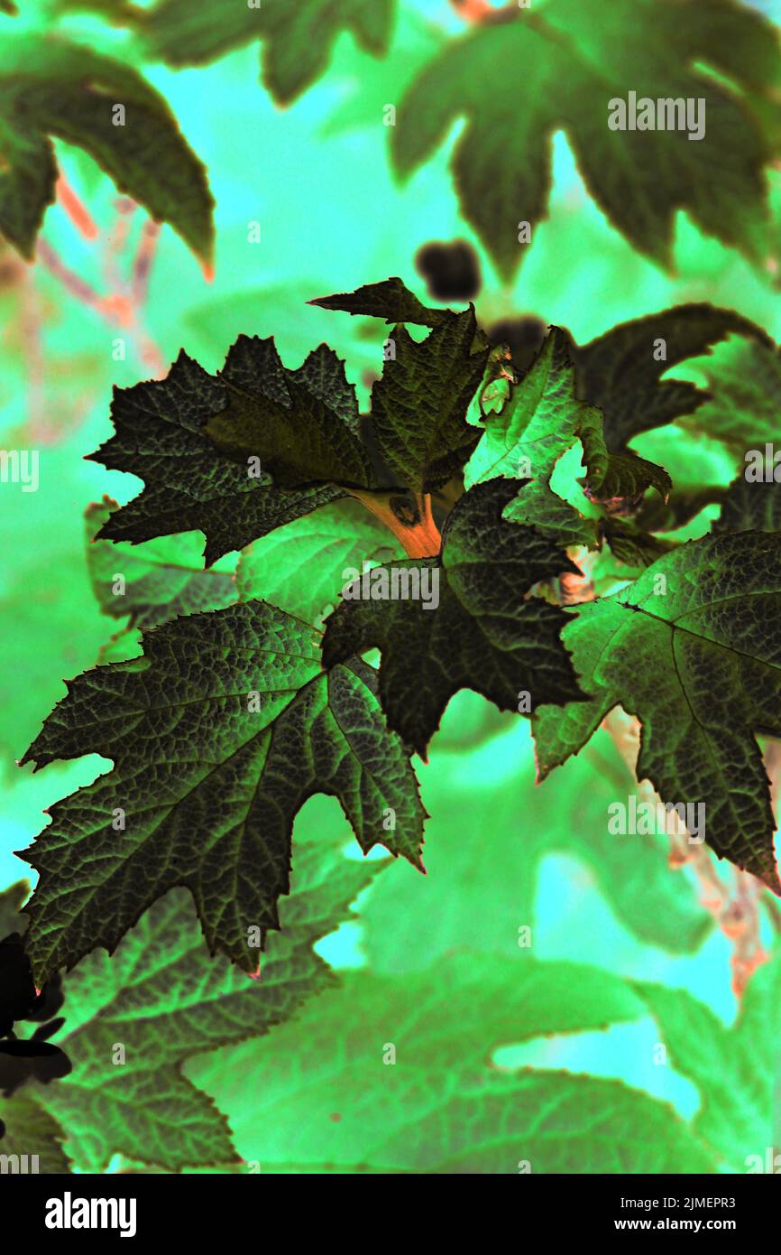 The leaves growing on the branch of an oak tree in a bright neon color ...