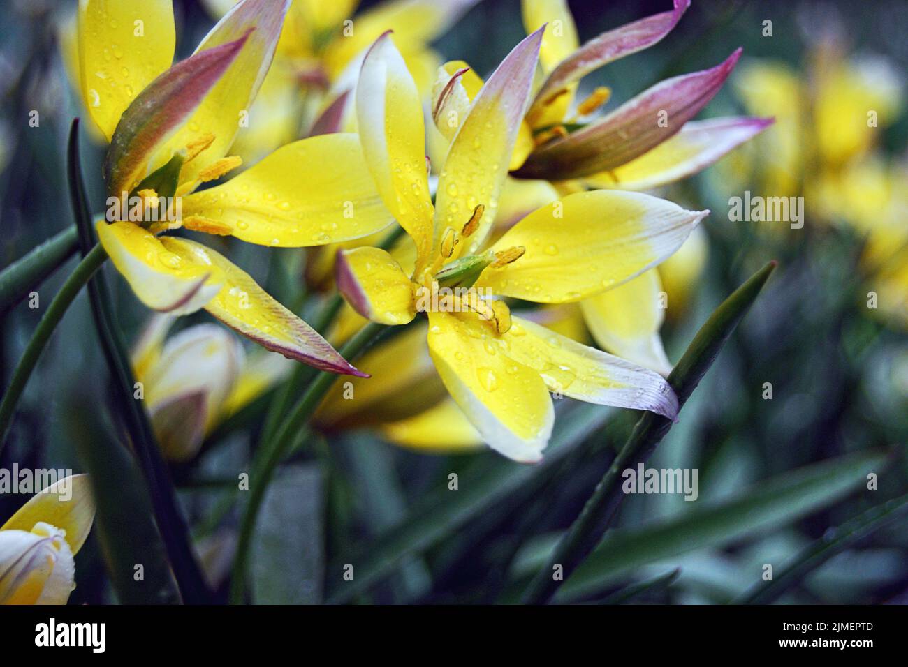 Yellow spring flowers on rainy day, April showers bring May flowers ...