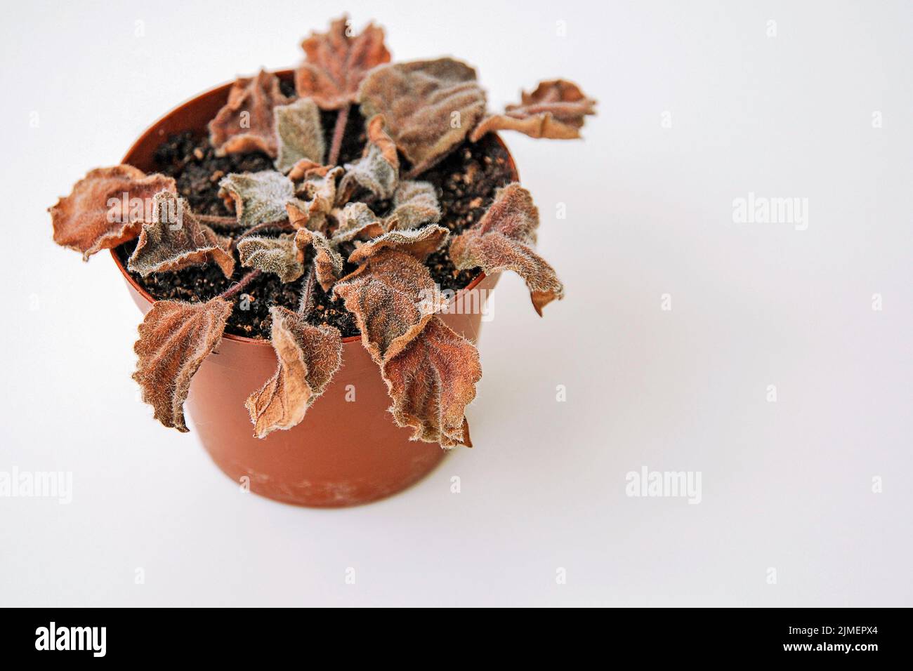 Dead houseplants hi-res stock photography and images - Alamy