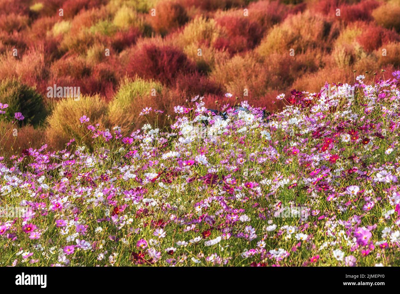 Korean cosmos hi-res stock photography and images - Alamy