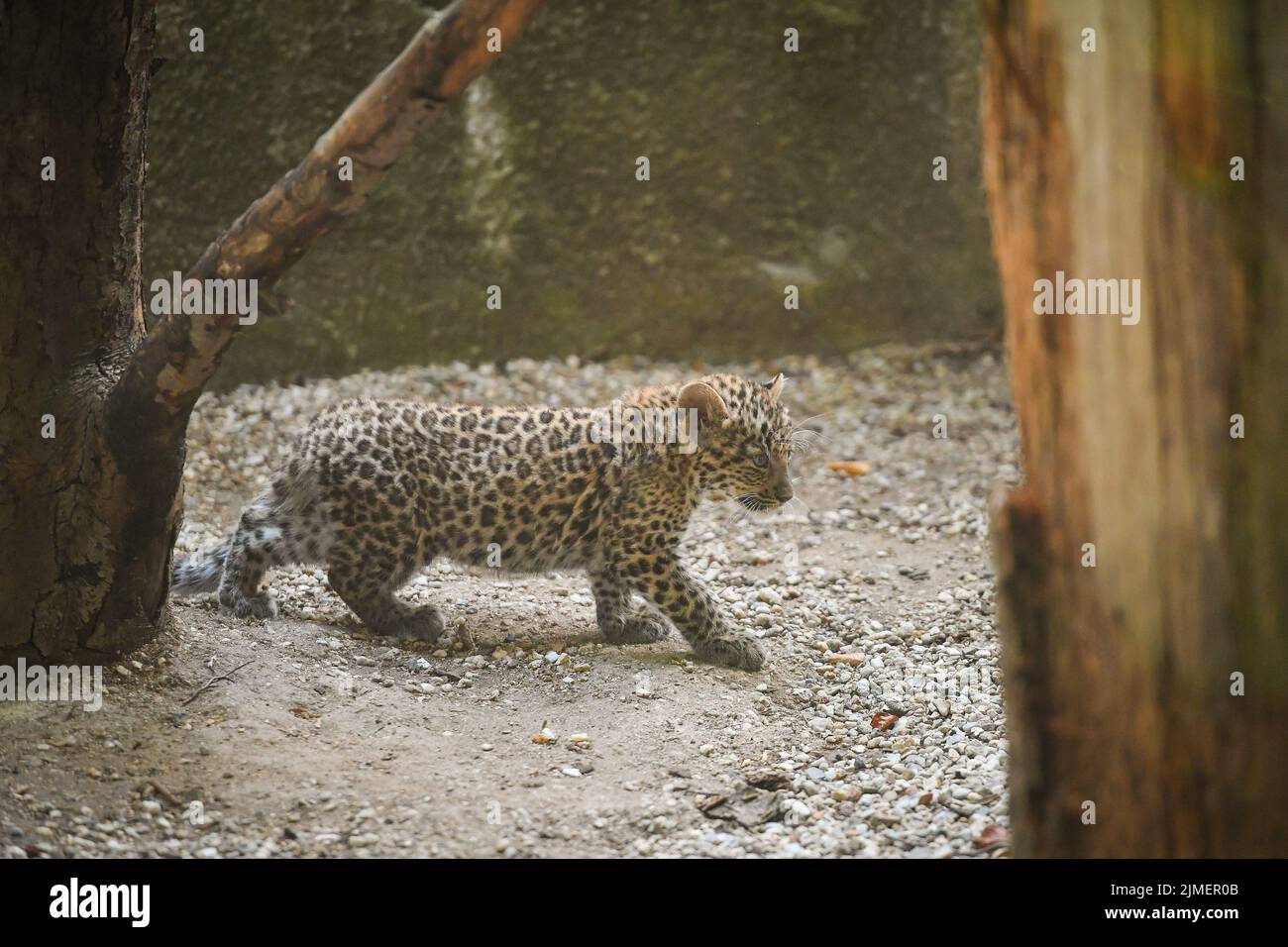 Liberec, Czech Republic. 05th Aug, 2022. One of the two cubs of ...