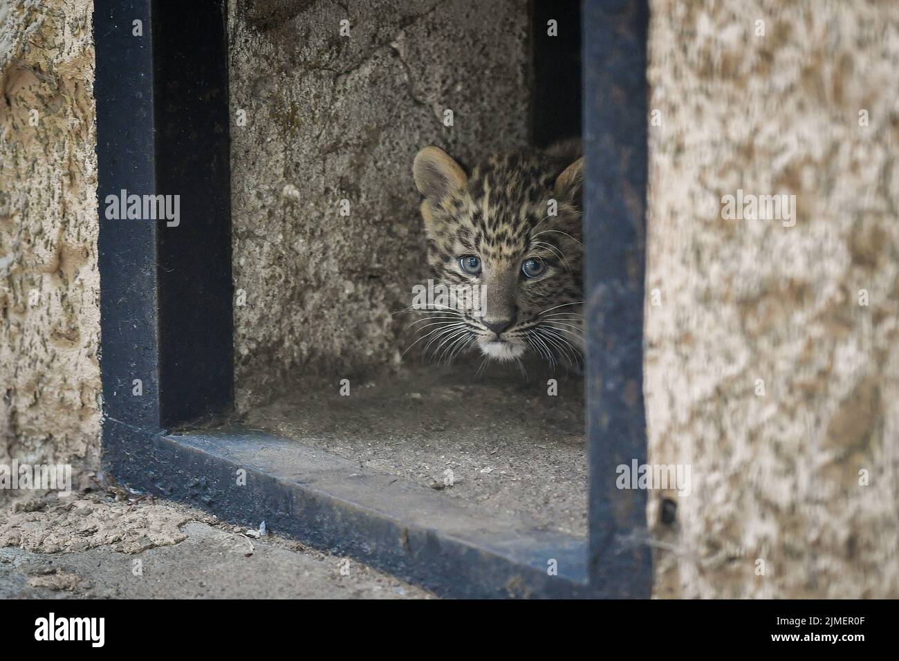 Liberec, Czech Republic. 05th Aug, 2022. One of the two cubs of ...