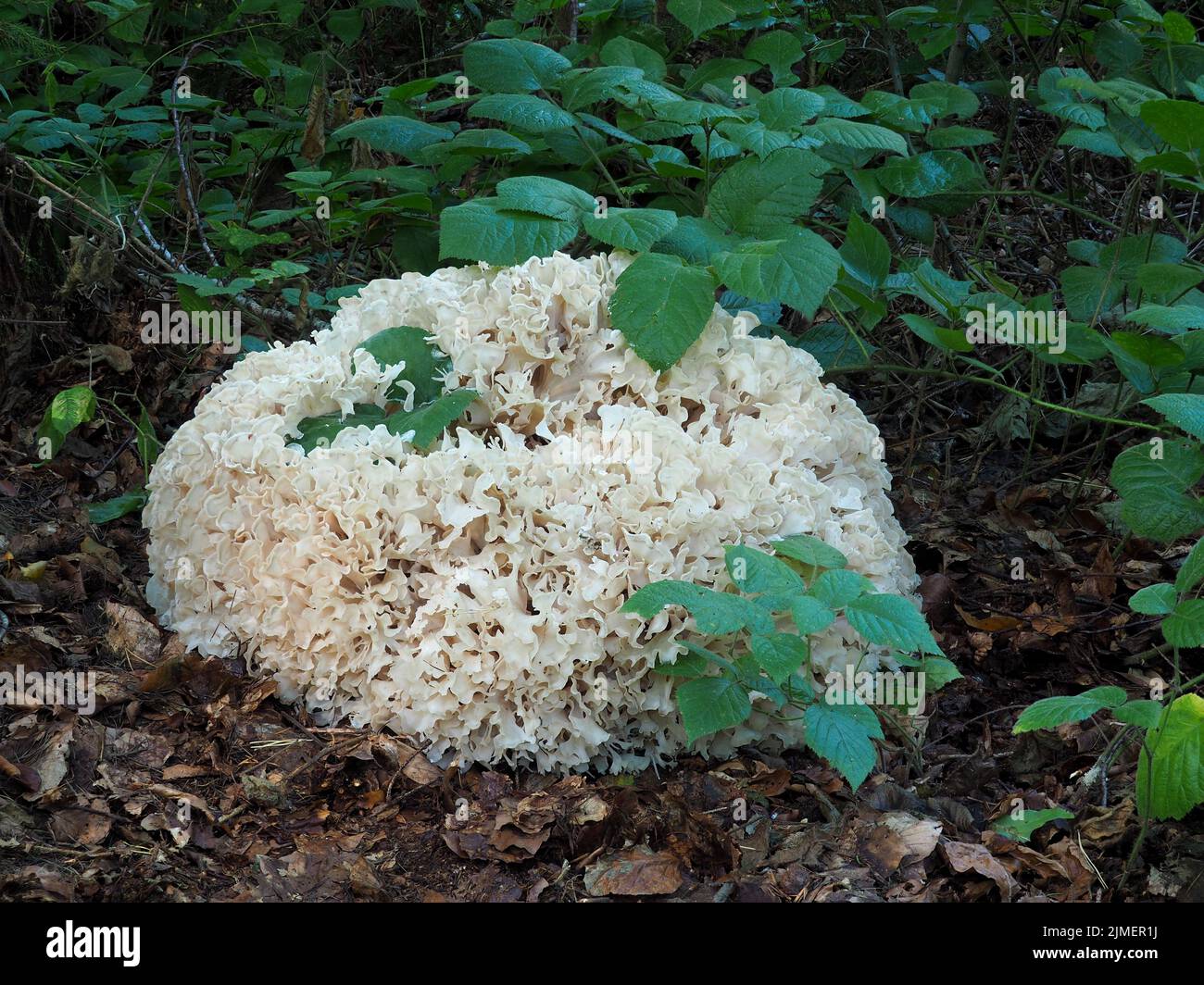 Cauliflower fungus (Sparassis brevipes Stock Photo - Alamy