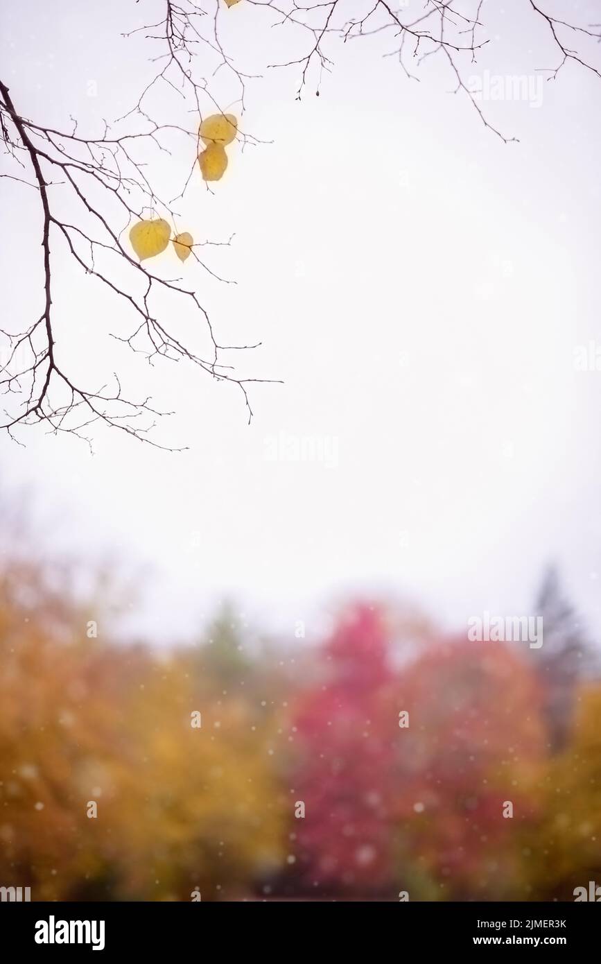 Beautiful trees in late autumn hi-res stock photography and images - Alamy