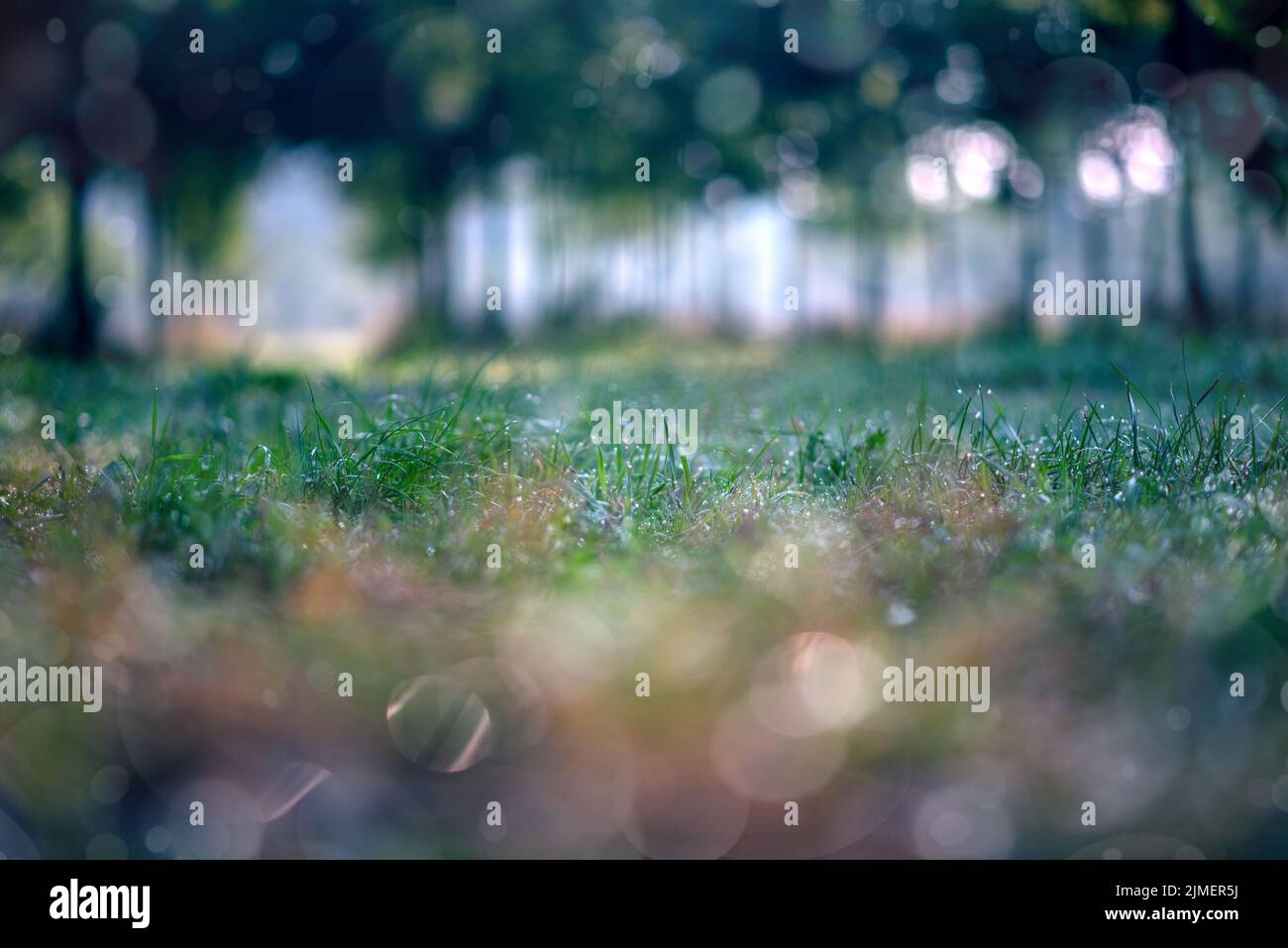 A bunch of grass in the dew in the early morning in the forest. soft ...