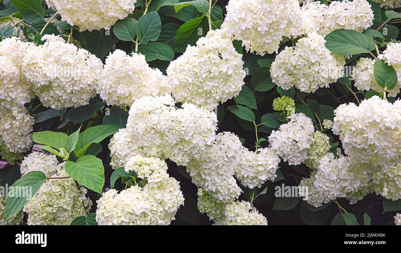 White hydrangea in summer hi-res stock photography and images - Alamy