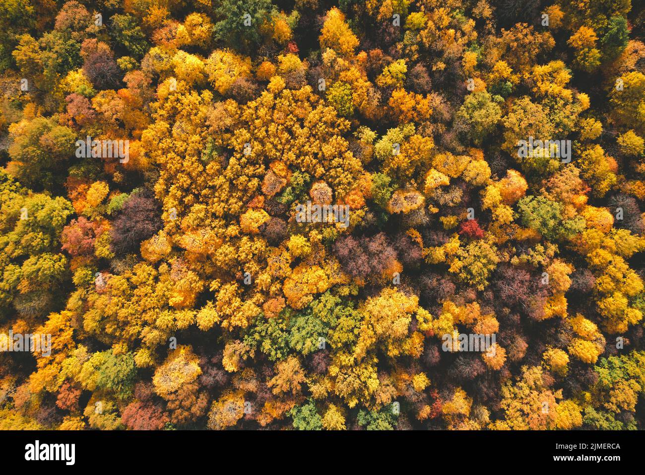 Aerial top view of orange forest in autumn day Stock Photo - Alamy