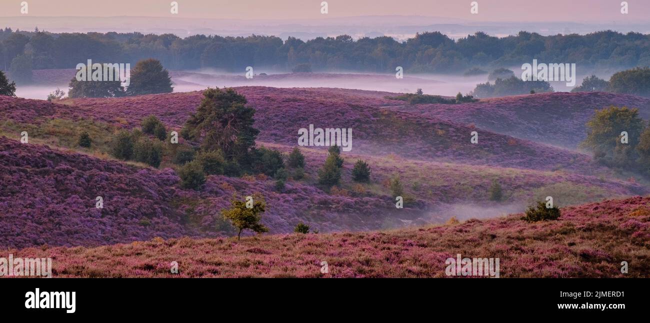Posbank National park Veluwe, purple pink heather in bloom, blooming ...