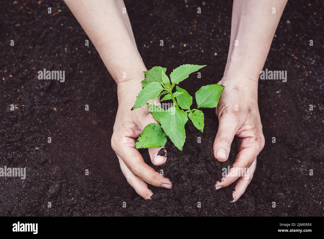 Female hands seedlings in hi-res stock photography and images - Alamy