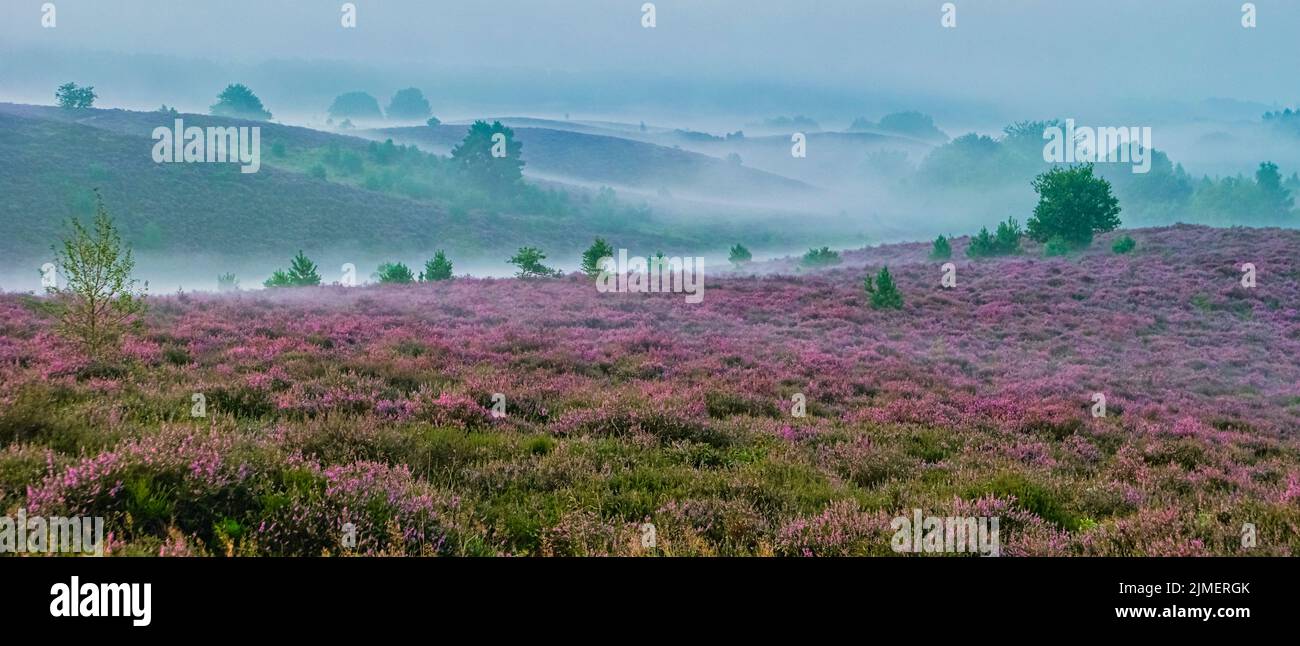 Posbank National park Veluwe, purple pink heather in bloom, blooming ...